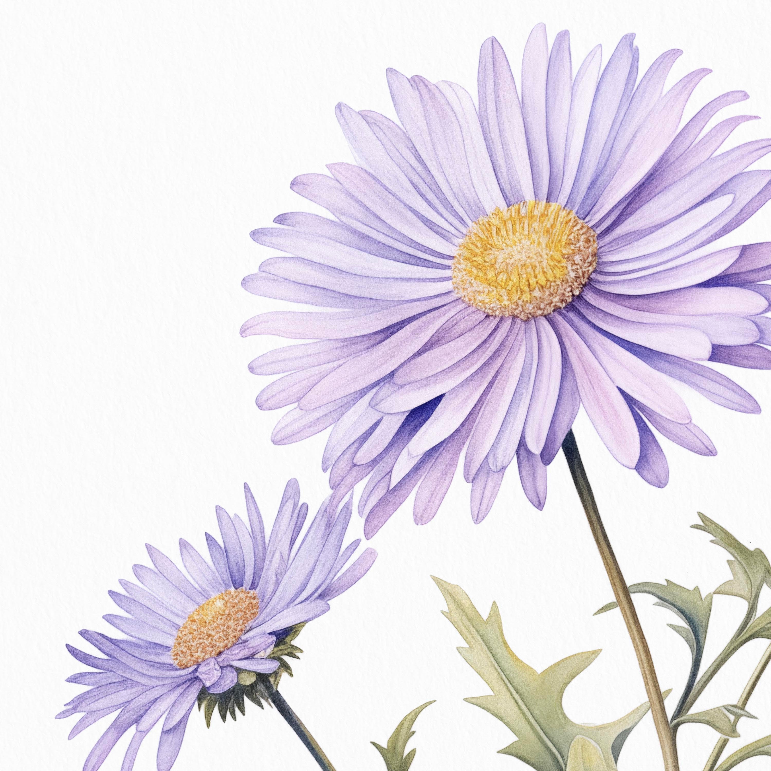 Aster September Birth Flower Watercolor Print, Minimalistic Floral Art ...