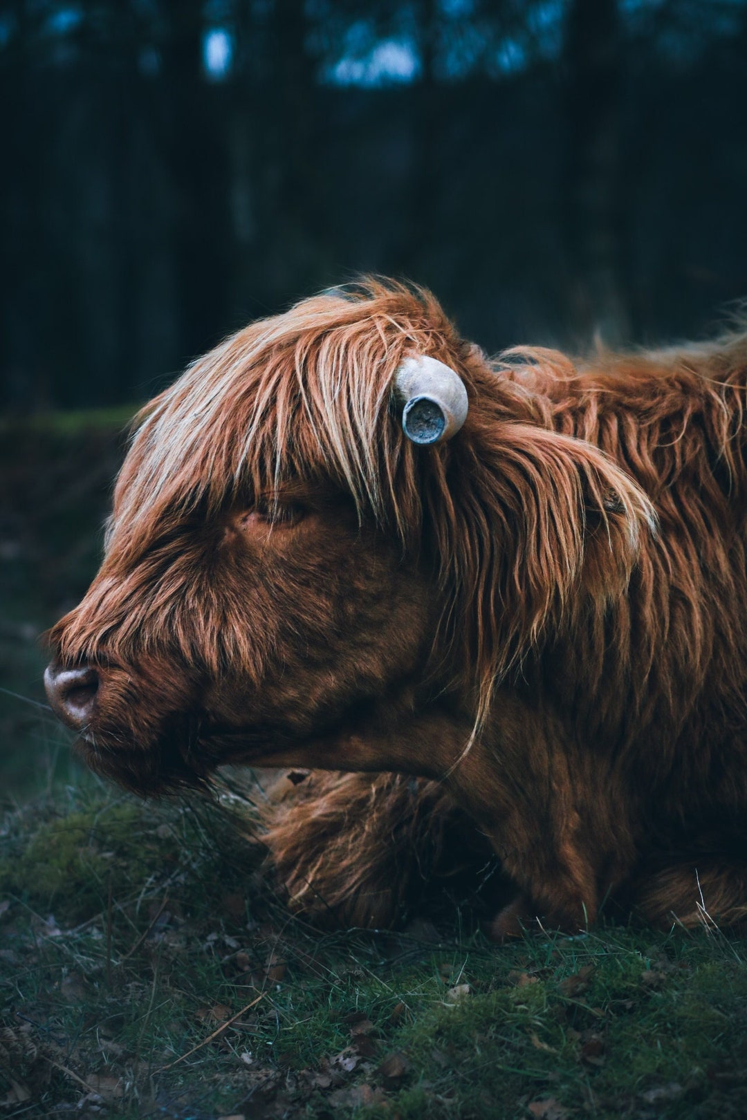 Highland Cow Side Profile - Etsy