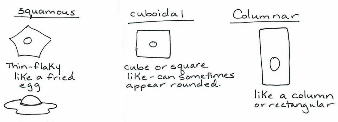 Tissue/histology Illustrated Study Packet - Etsy