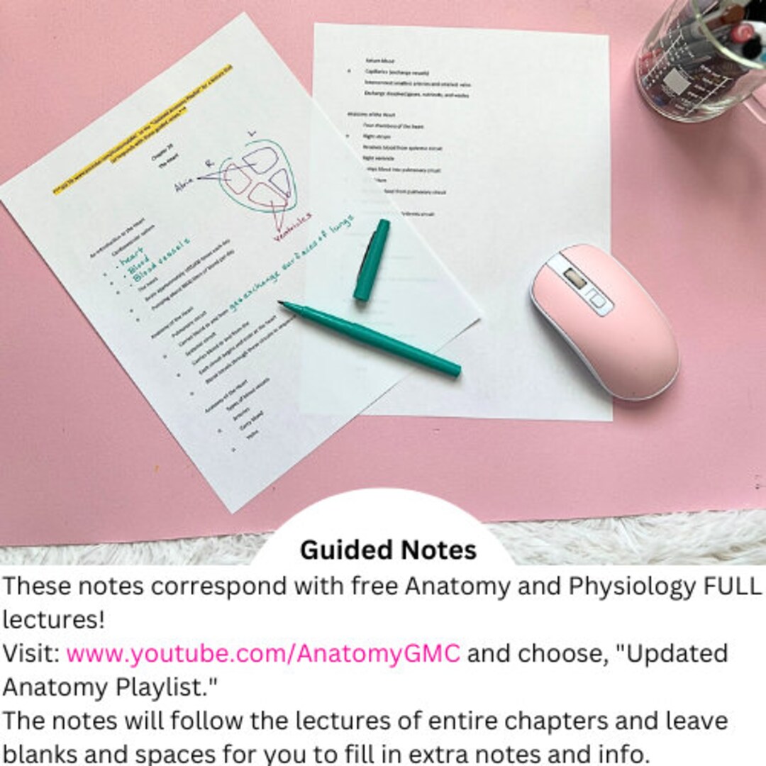 Reproductive System Chapter 28 Anatomy and Physiology Guided Notes - Etsy