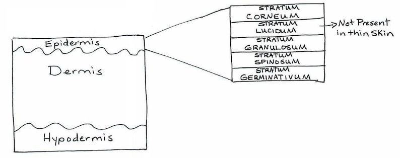 Integumentary System Illustrated Review Packet - Etsy