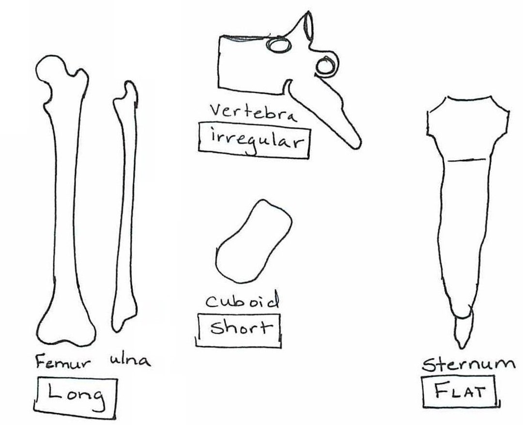 Bone and Joint Illustrated Review Packet - Etsy
