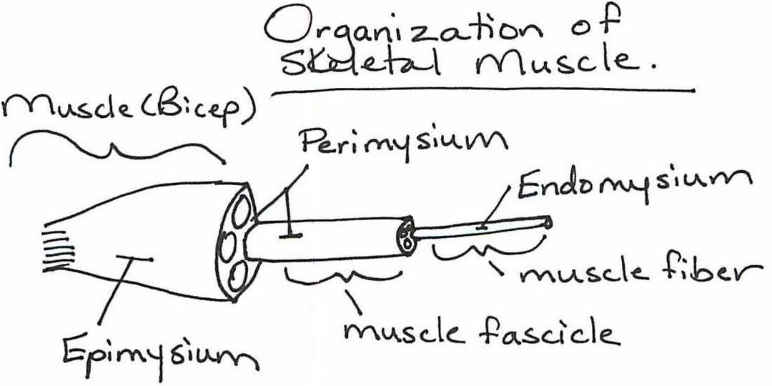 Muscle Tissue Illustrated Study Packet - Etsy