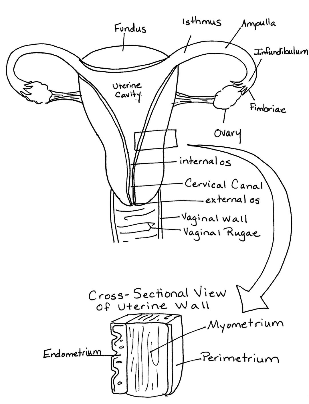 Reproductive System and Pregnancy Illustrated Review Packet - Etsy