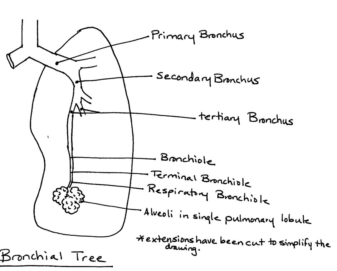 Respiratory Illustrated Review Packet - Etsy