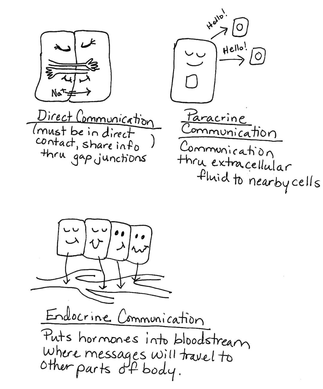 Endocrine System Illustrated Review Packet - Etsy