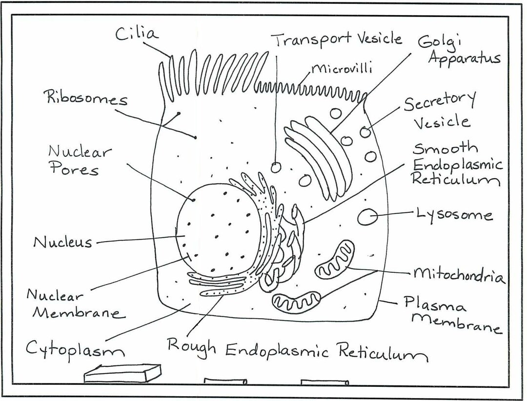 Basic Cell Anatomy Study Notes for Anatomy and Physiology - Etsy