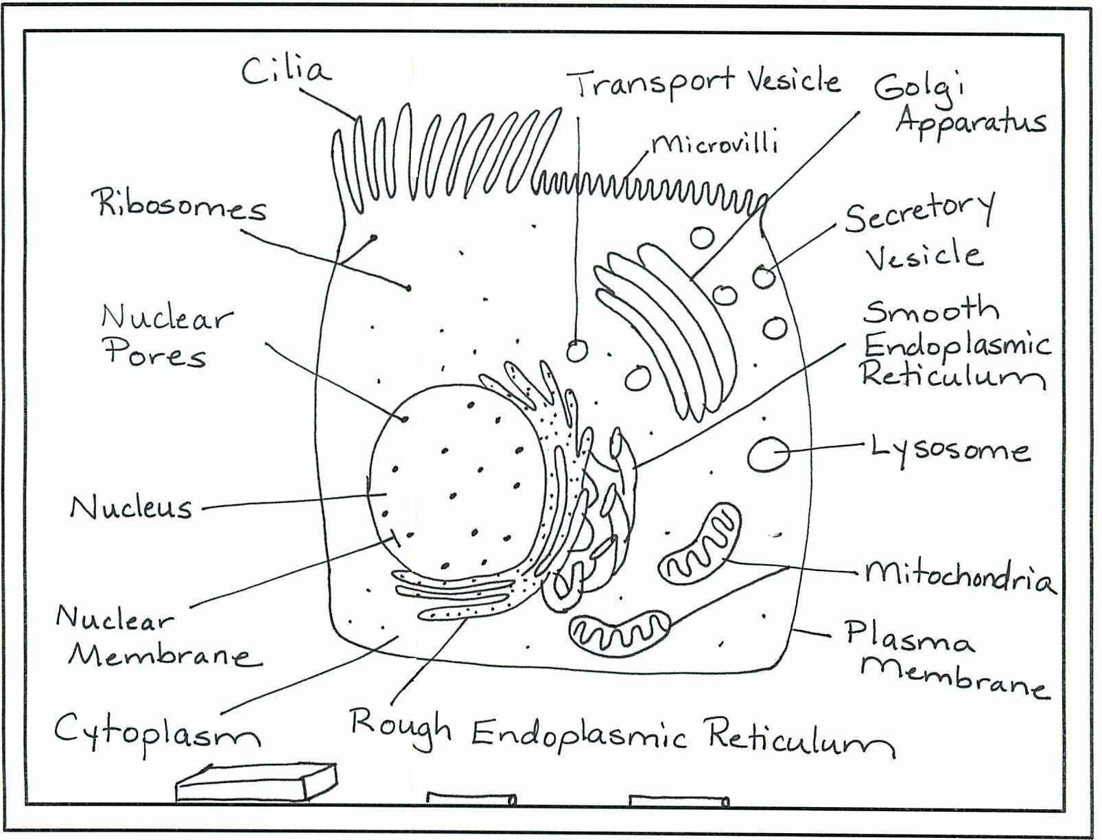 Basic Cell Anatomy Study Notes for Anatomy and Physiology - Etsy