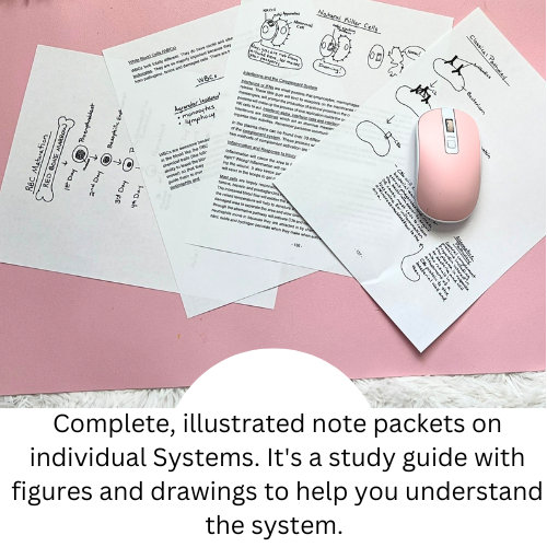 Lymphatic System Packet Anatomy and Physiology - Etsy