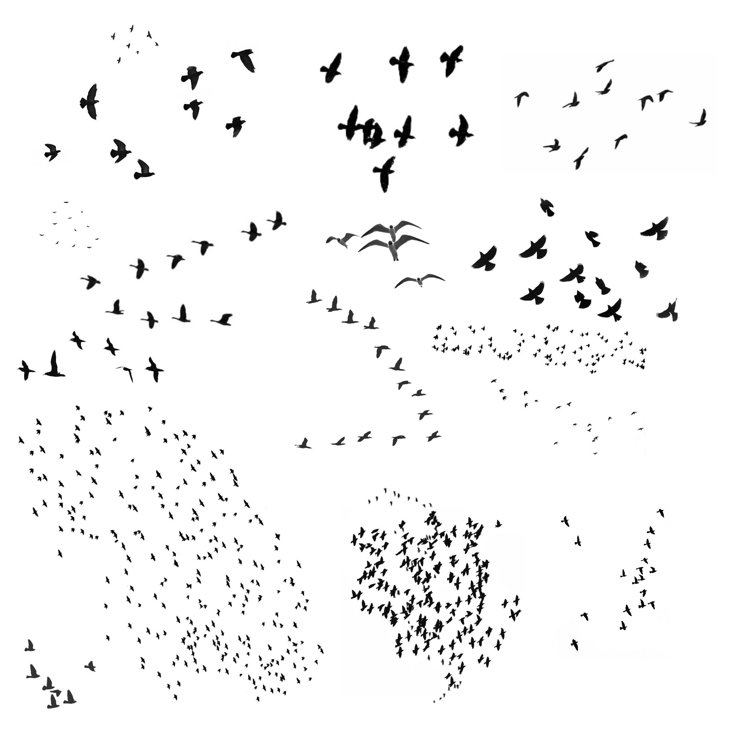 Photoshop Birds Brush Set 50 Birds Brushes for Photoshop - Etsy