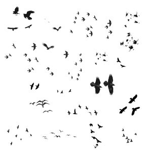 Photoshop Birds Brush Set - 50 Birds Brushes for Photoshop - Clip ...