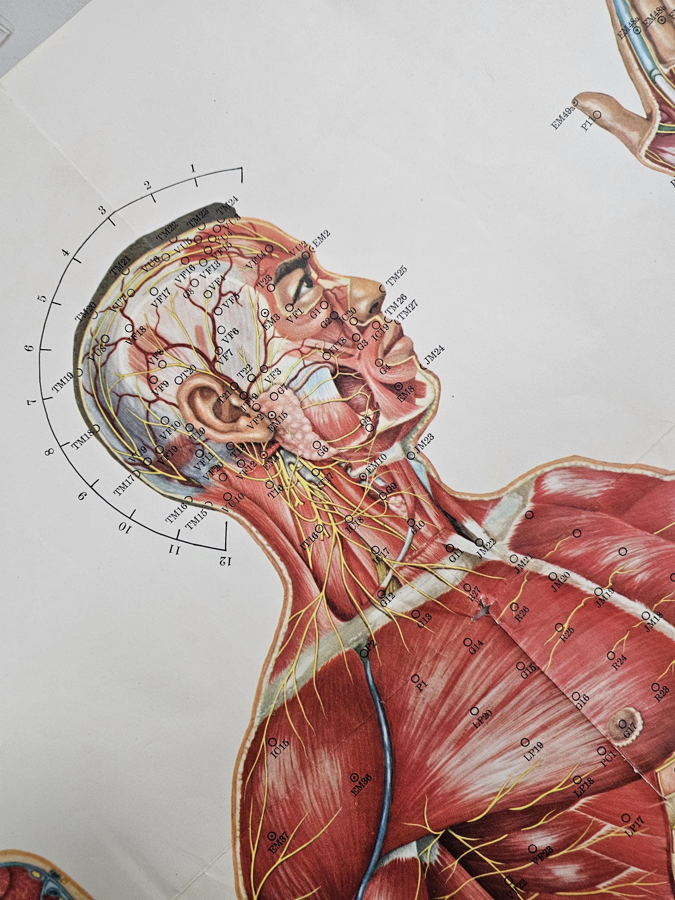Vintage Acupuncture Chart | Asian Anatomy Print, Medical Decor - Etsy