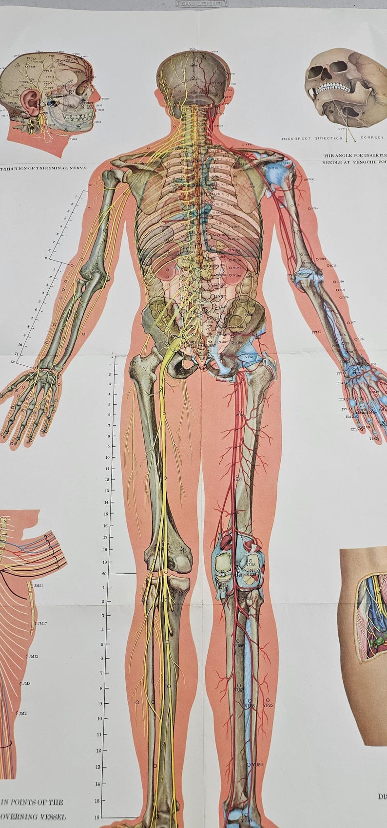 Vintage Anatomical Chart – Human Nervous & Skeletal System Poster – Mid ...