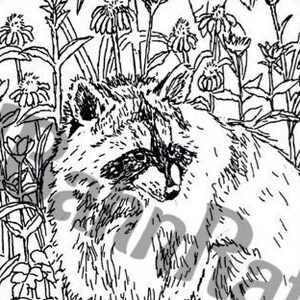 realistic racoon coloring pages