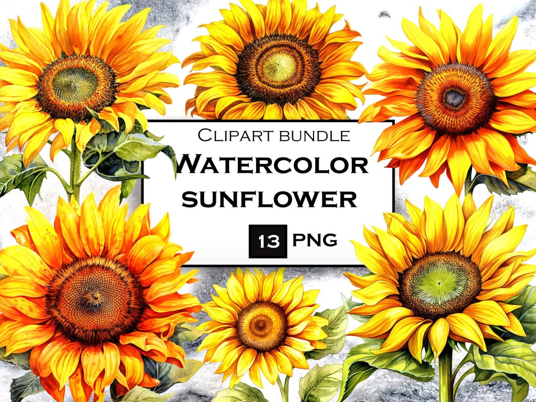 Watercolor Sunflower Clipart Bundle Sunflower PNG Sunflower - Etsy
