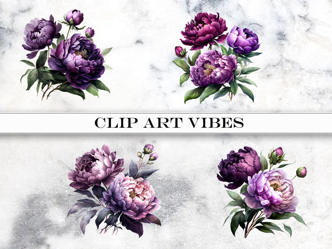 Purple Peonies Clipart Watercolor Flowers PNG Peonies - Etsy