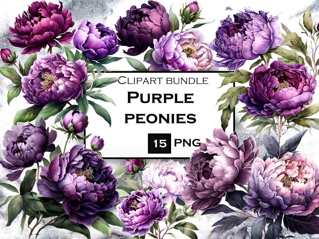 Purple Peonies Clipart, Watercolor Flowers PNG, Peonies Clipart ...