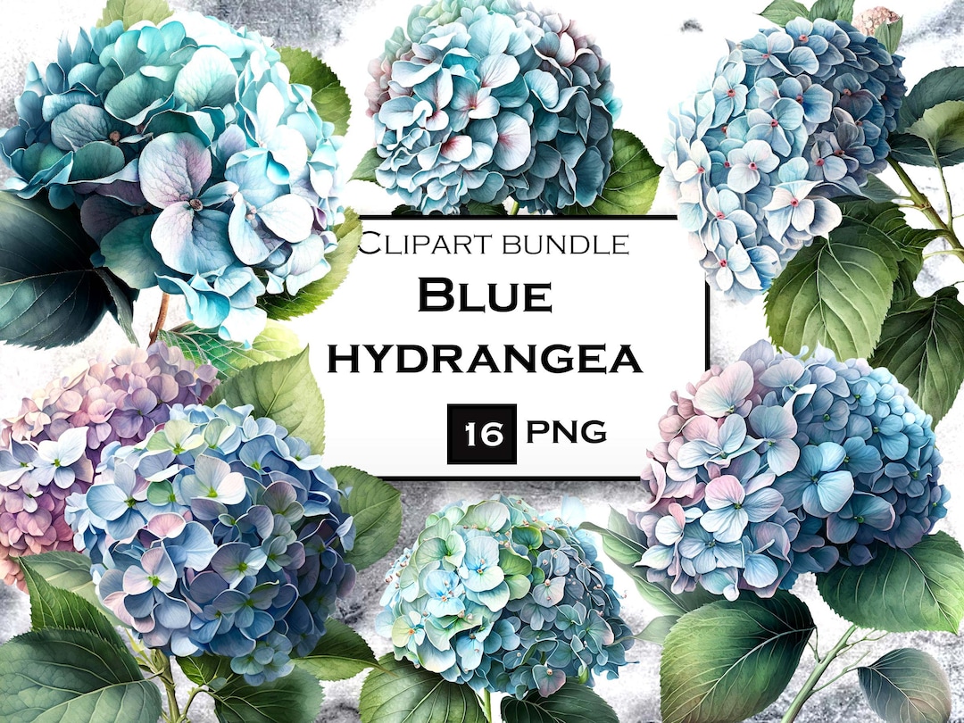 Blue Hydrangea Clipart Bundle, Watercolor Flowers PNG, Hydrangea Clip ...