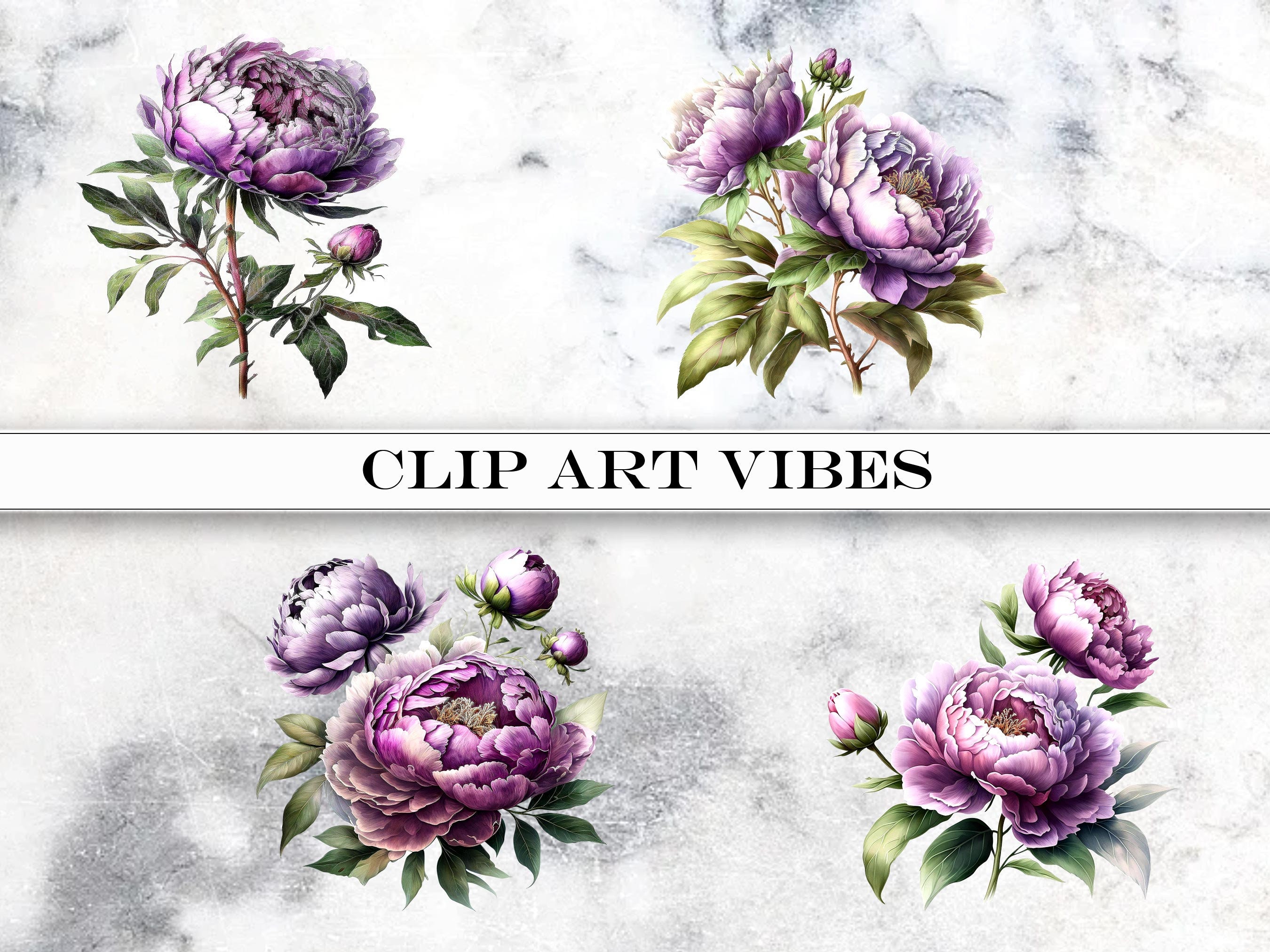 Purple Peonies Clipart Watercolor Flowers PNG Peonies - Etsy