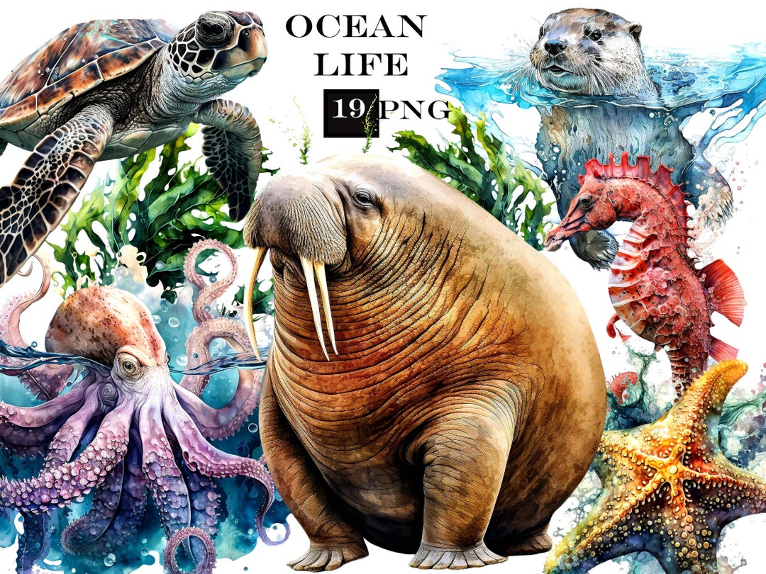 Ocean Animal Clipart, Watercolor Clipart Bundle, Ocean SVG, Sea Animal ...