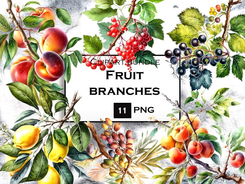 Watercolor Fruits Clipart Fruit Branches PNG Fruits Clipart - Etsy