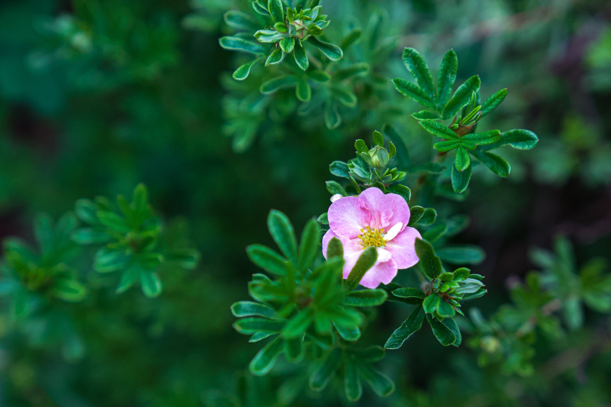 Digital Download / Digital Print / Wall Art / Pink Potentilla - Etsy