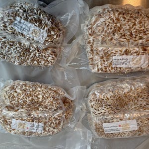 Colonized Mushroom Grain Spawn 1lb Bags LIMITED Quantity - Etsy
