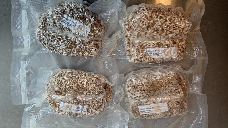 Colonized Mushroom Grain Spawn 1lb Bags LIMITED Quantity - Etsy