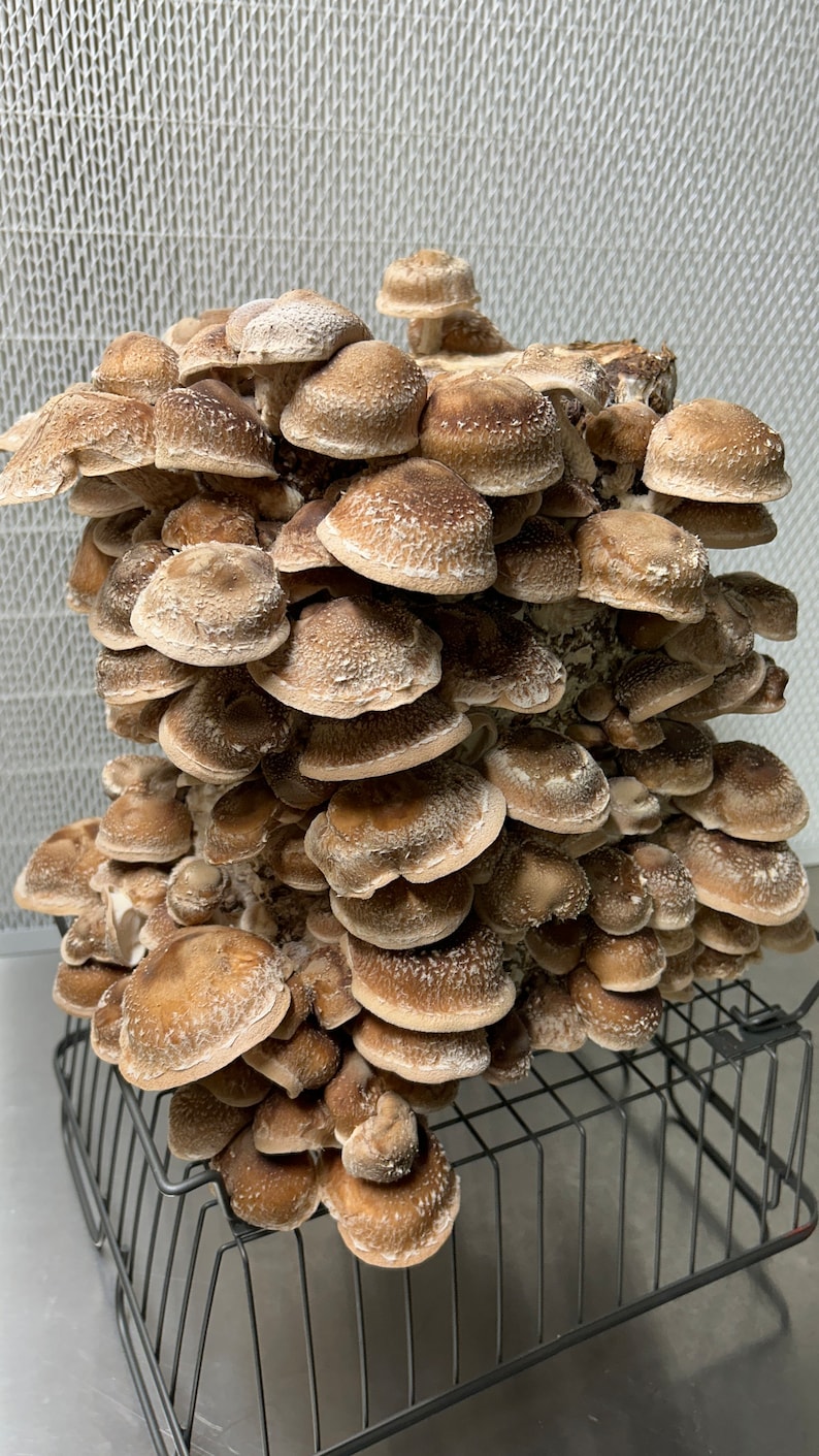 Culinary Mushroom Liquid Culture Get ALL Strains! - Etsy