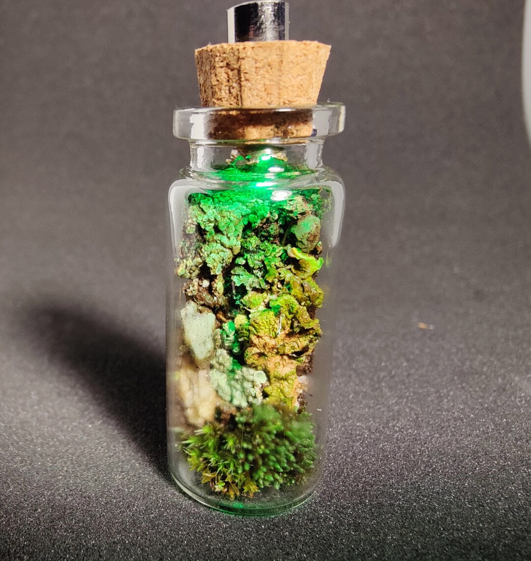 Natural Eternal Mini Terrarium - Etsy
