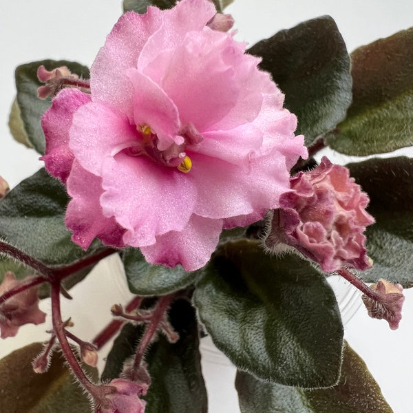 Trailing African Violets - Etsy