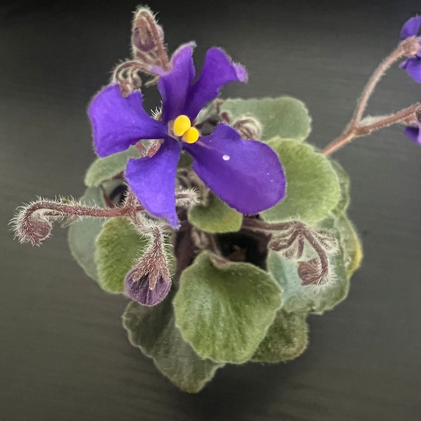 Miniature African Violets Plant - Etsy
