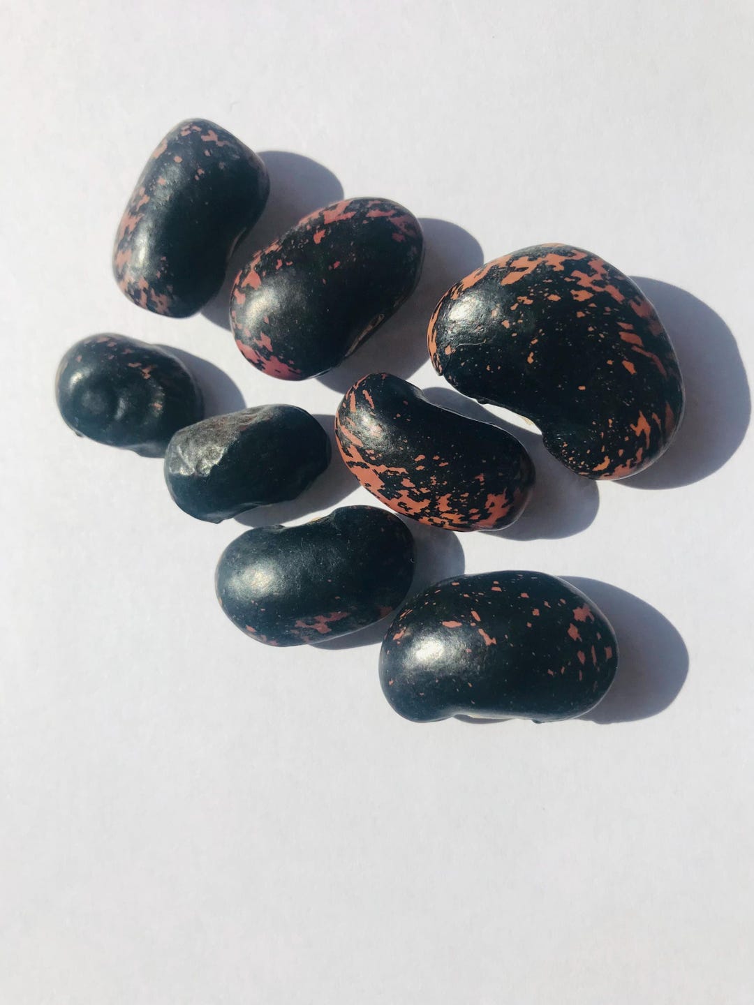 Akahana Mame Seeds: Japanese Heirloom Flower Bean - Etsy