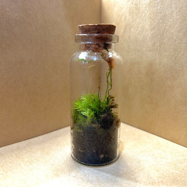 Moss Terrarium - Etsy