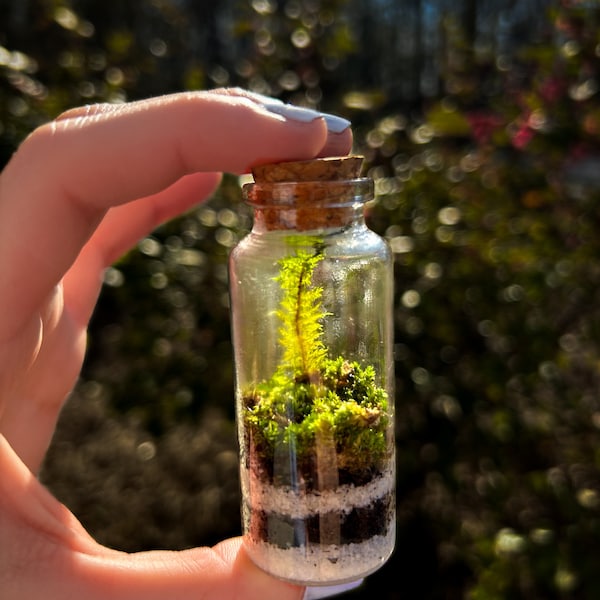 Moss Terrarium - Etsy