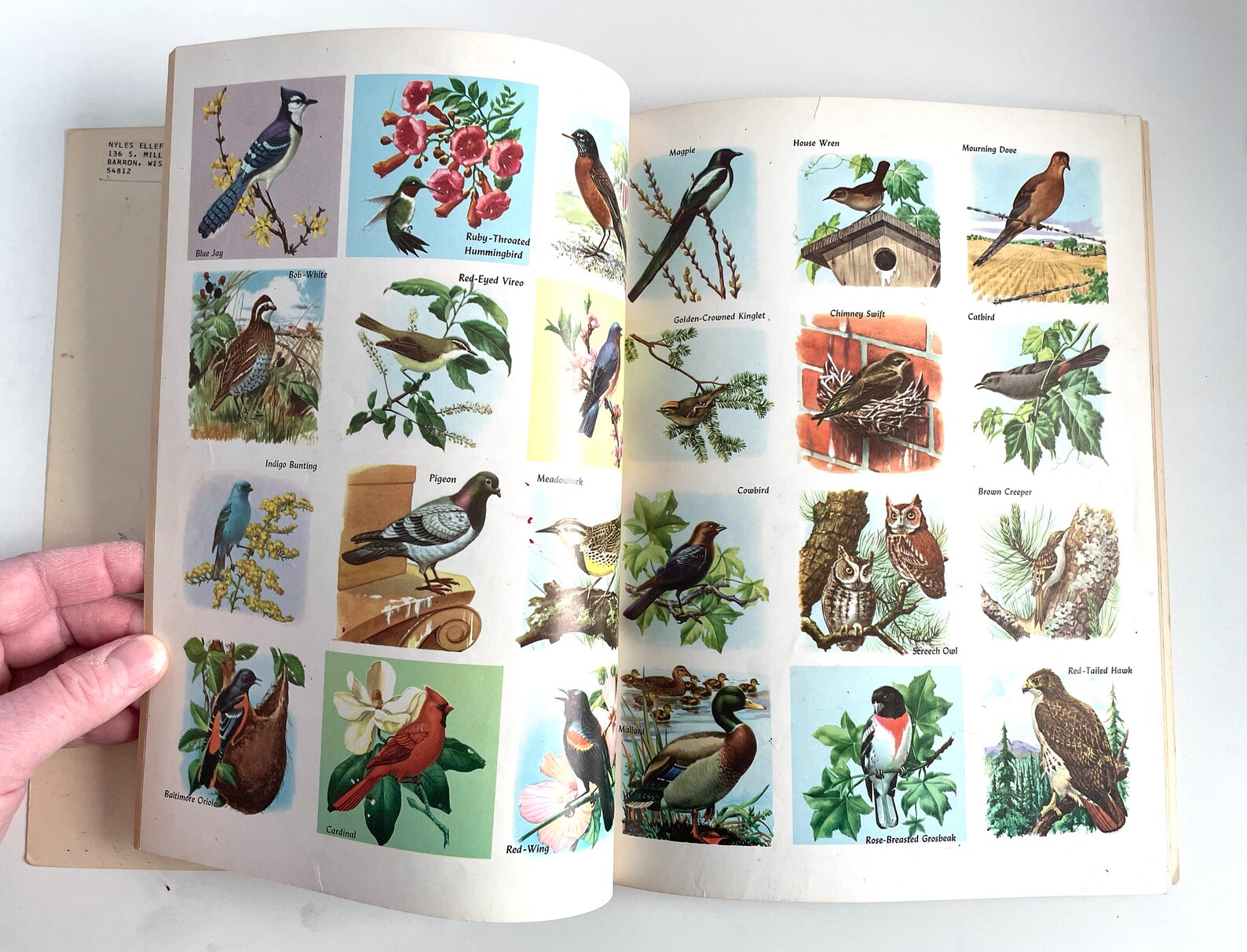 Birds: A Golden Book, Question and Answer Adventures (copyright 1957 ...