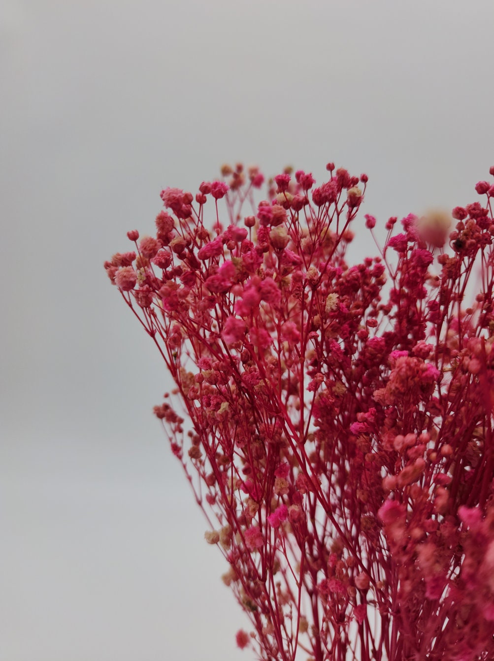 Natural Preserved Gypso, Baby's Breath Flower Bundle - Etsy