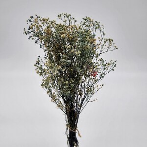 Natural Preserved Gypso, Baby's Breath Flower Bundle - Etsy