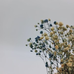Natural Preserved Gypso, Baby's Breath Flower Bundle - Etsy