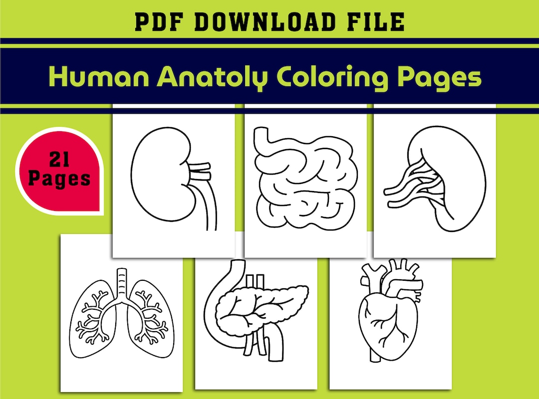 Human Anatomy Coloring Pages for Kids - Etsy