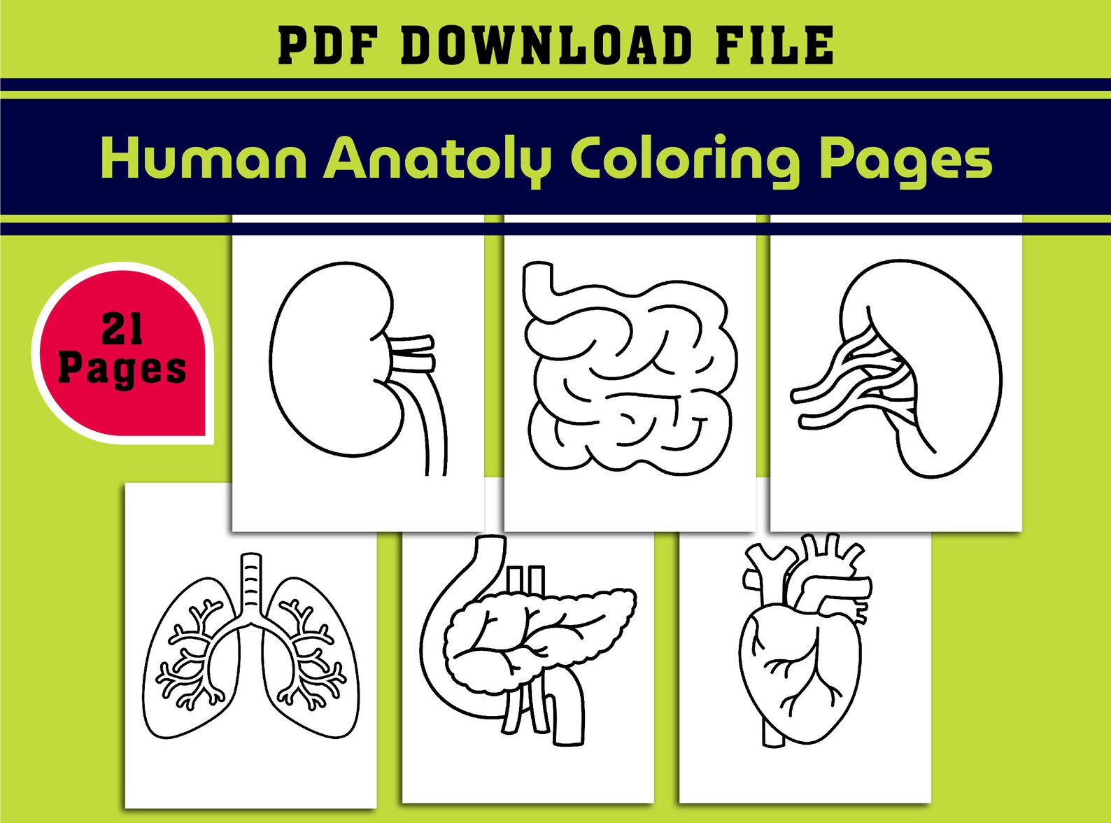 Human Anatomy Coloring Pages for Kids - Etsy