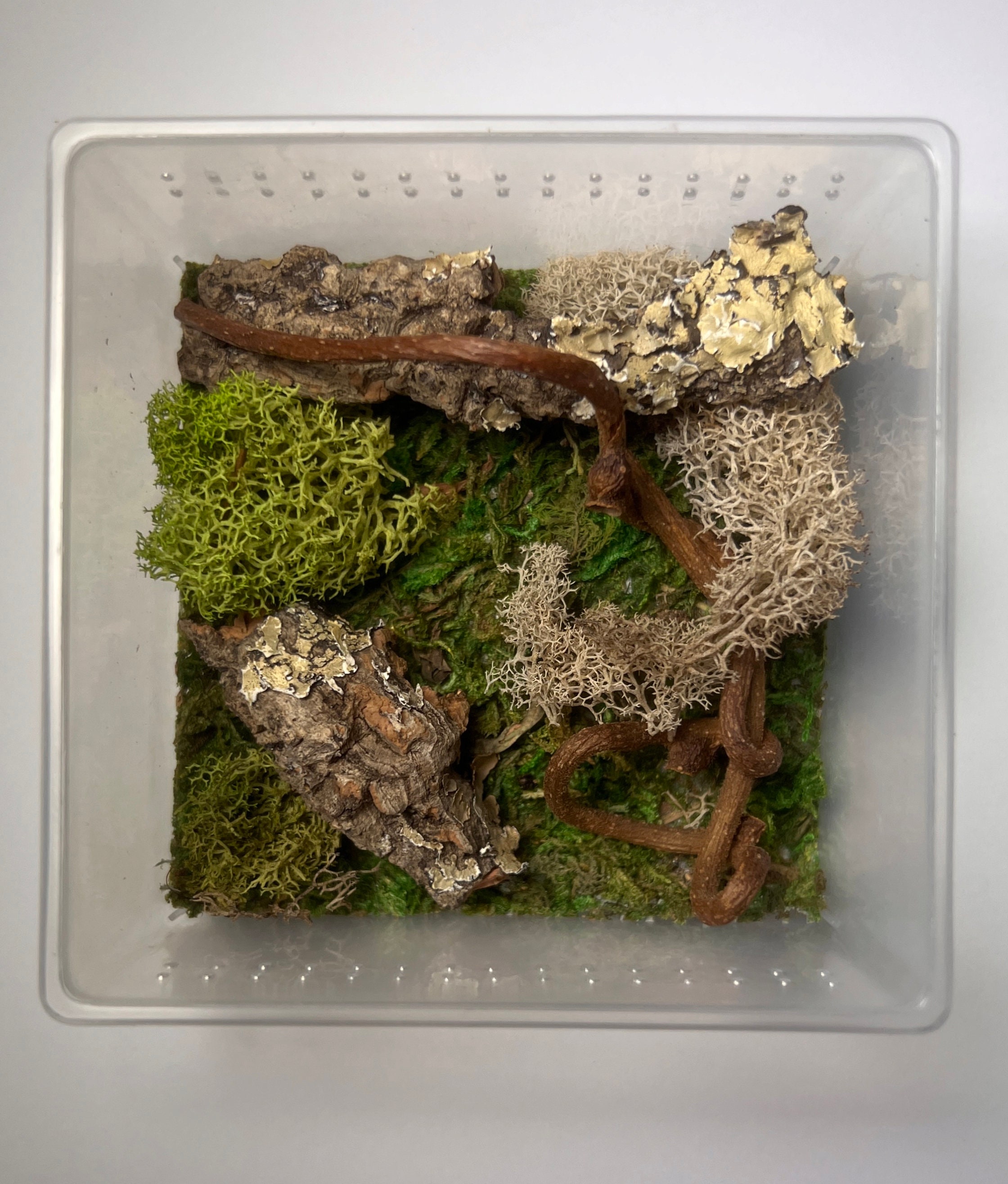 Isopod Spider Enclosure Micro Terrarium Micro Habitat 2 - Etsy