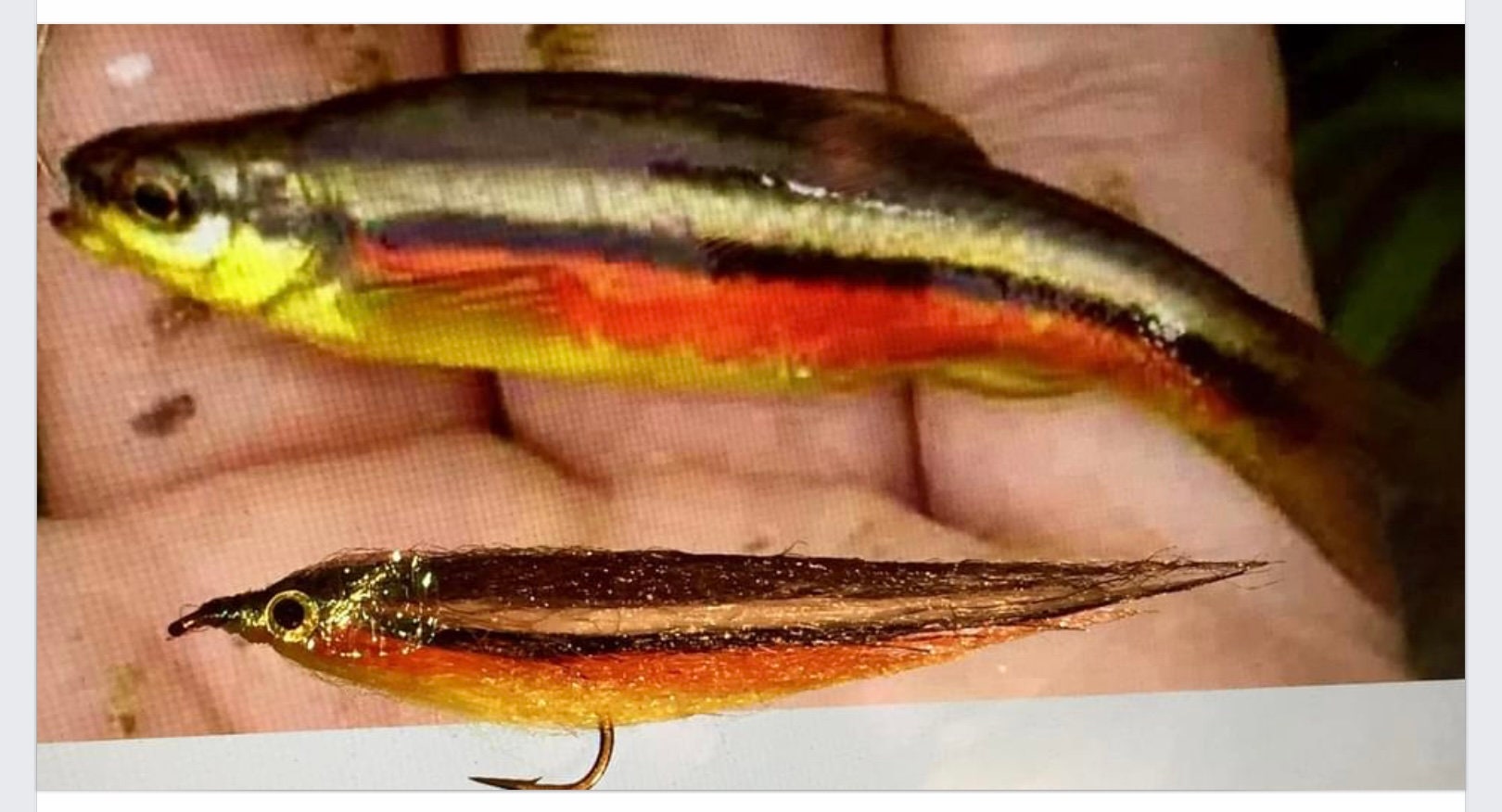 Fly Fishing-stans Red Bellied Dace - Etsy