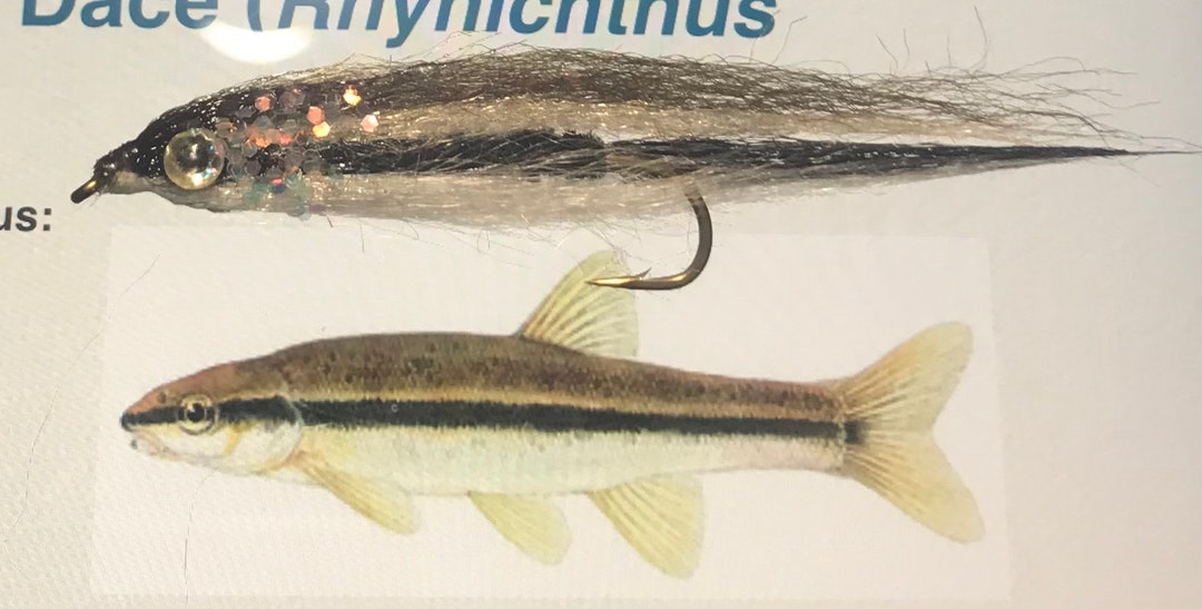 Stans Black Nosed Dace - Etsy