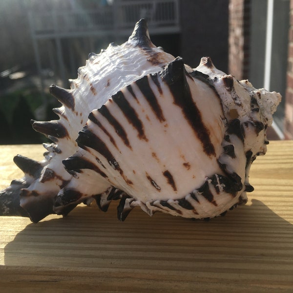 Conch Shell - Etsy