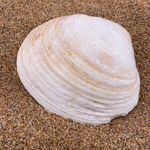 Butterfly, Clam Shell, Trinket Dish, Jewelry Dish, Beach Decor - Etsy