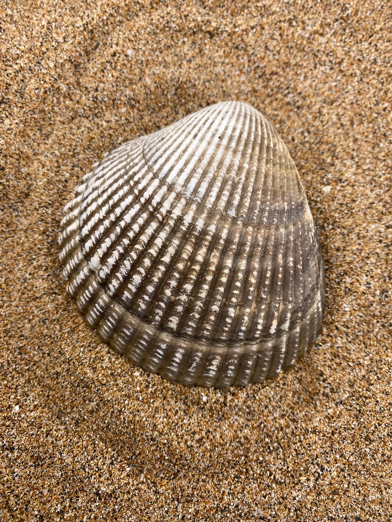 Music Musical Score on Clam Shell Trinket Dish Jewelry - Etsy