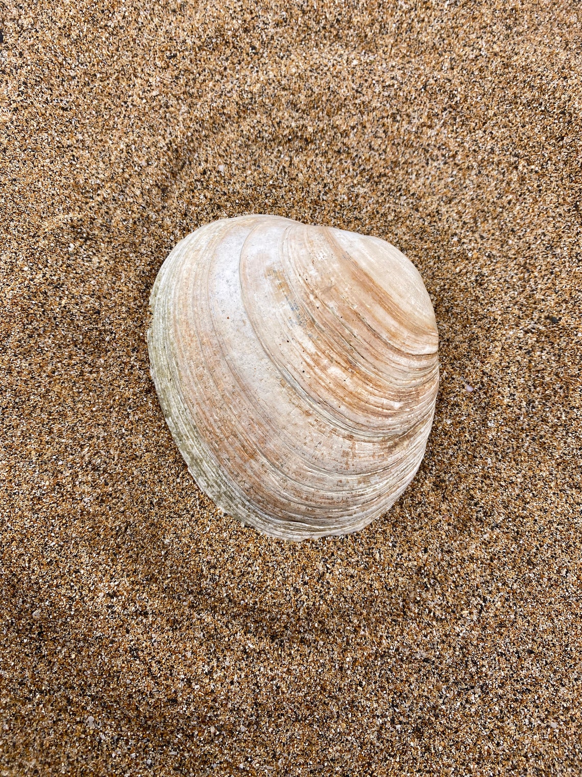 Zebra Print on Clam Shell, Trinket Dish, Jewelry Dish, Beach Decor - Etsy