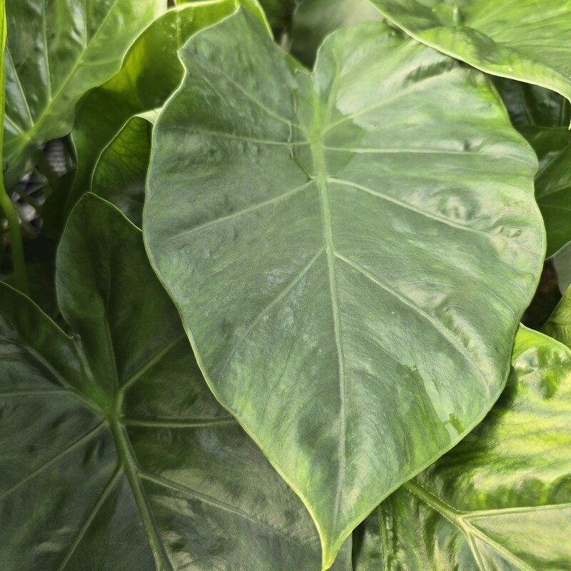 Giant Elephant Ear Plant - Etsy