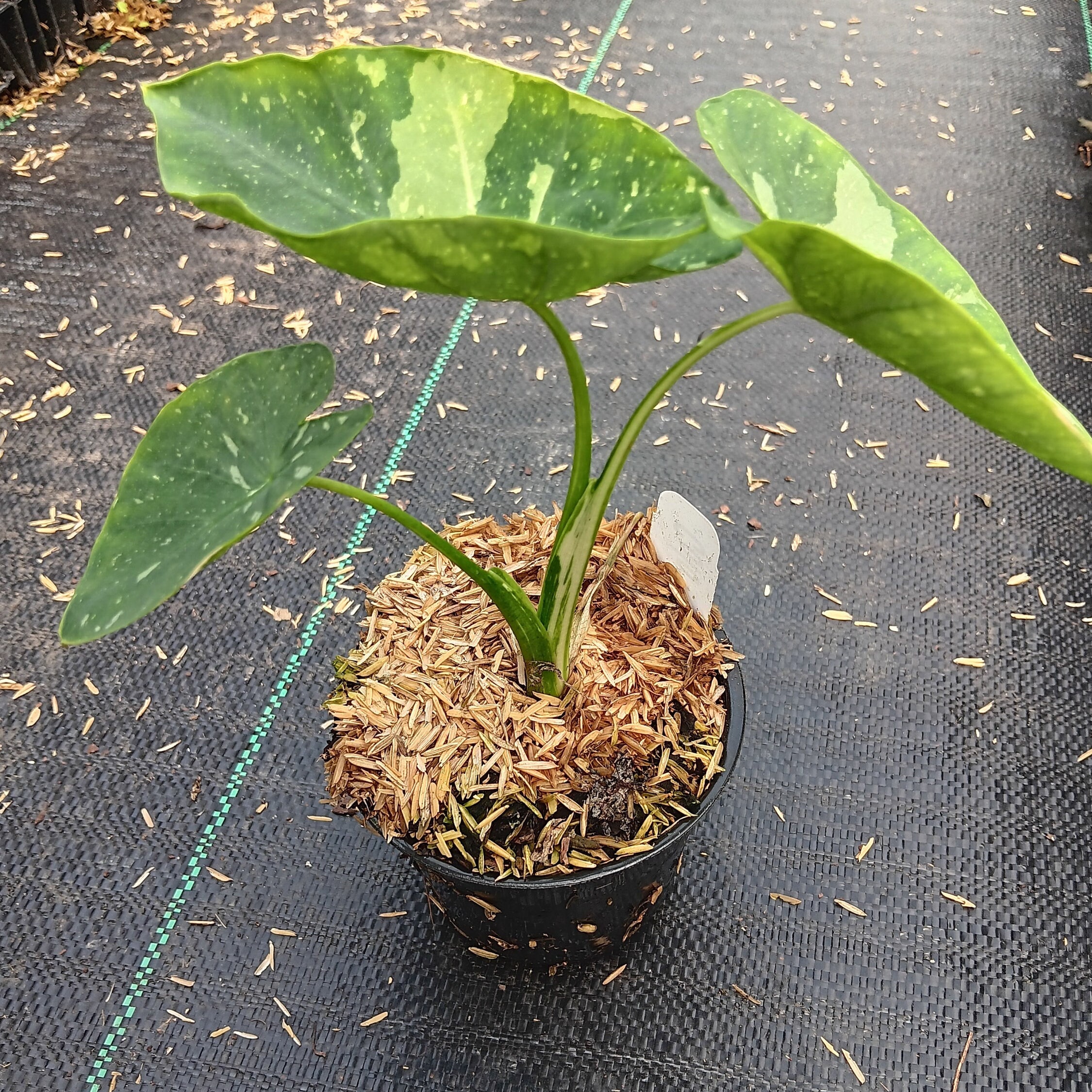 Colocasia elepaio Milky Way - Etsy